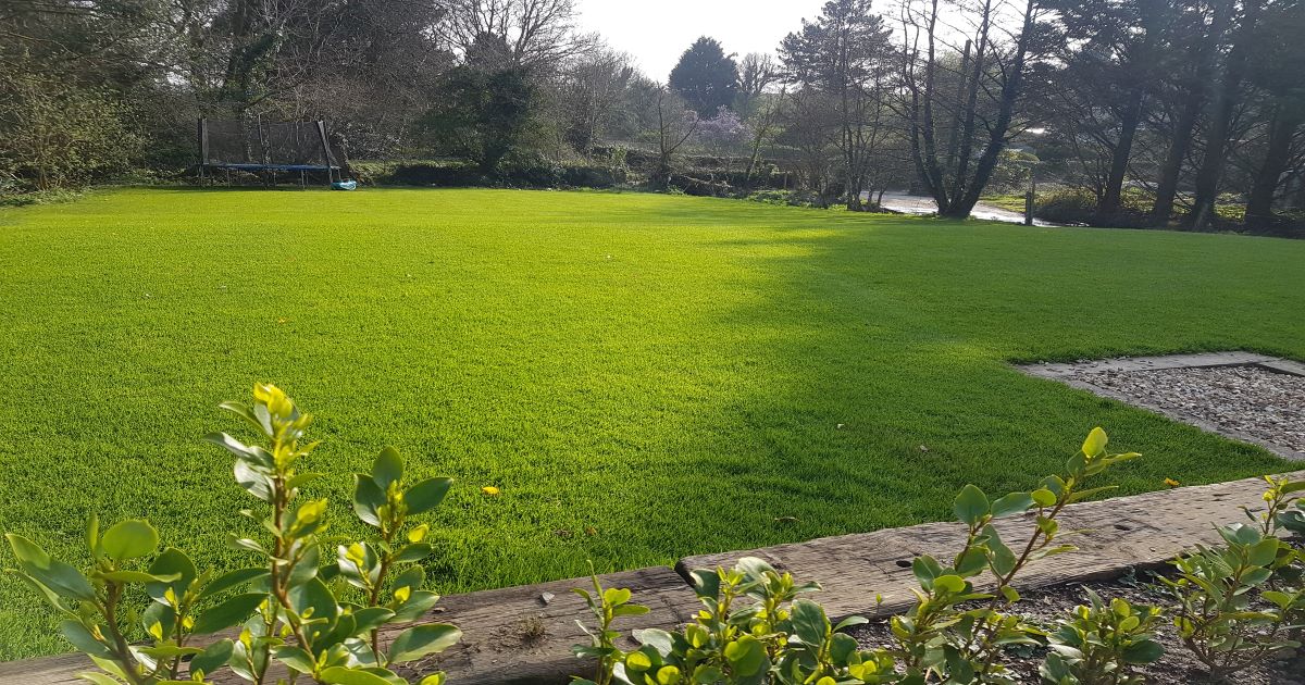 High Quality Turf, grown locally.